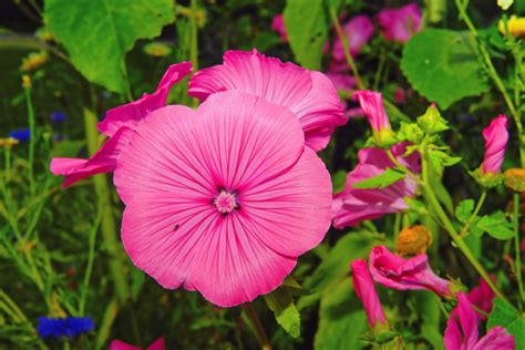 무료 이미지 자연 꽃잎 색깔 로맨스 식물학 정원 닫기 플로라 야생화 배경 침대 장식적인 아름다운 꽃밭 자주색 꽃 선조 아가씨 매크로 사진