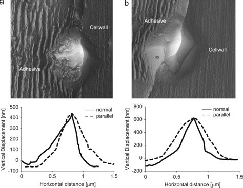 Evaluating Fundamental Position Dependent Differences In Wood Cell Wall Adhesion Using