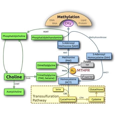 Methylation Cycle Diagram Mthfr Results Are In We All Need