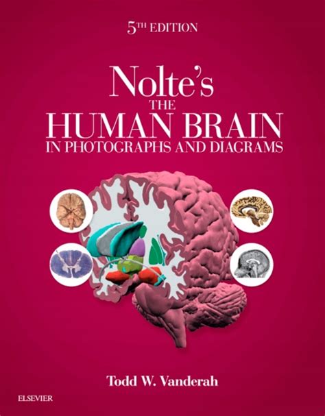 Nolte S The Human Brain In Photographs And Diagram 12953894351