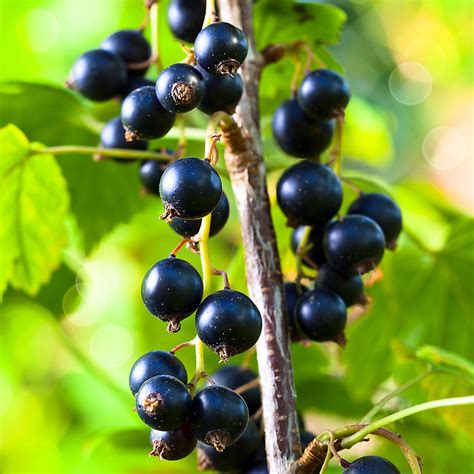 Black Currant The Diggers Club