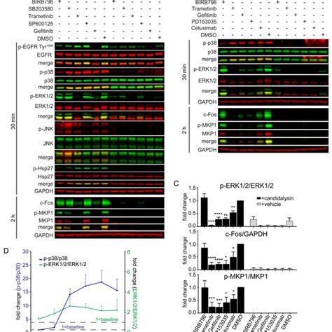 Candidalysin Activates P38 Independently Of The Egfr Erk12 C Fos