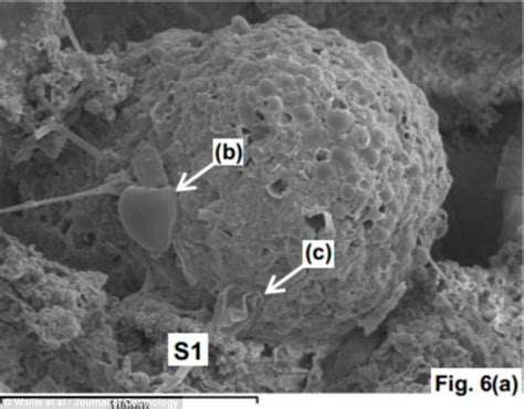 科学家声称在陨石碎片中发现外星生物化石图科学探索科技时代新浪网