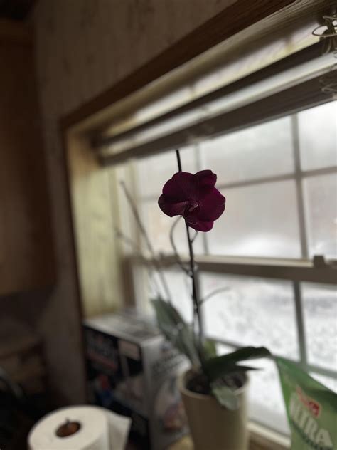 My Mom Passed A Few Months Ago Ive Been Taking Care Of An Orchid She