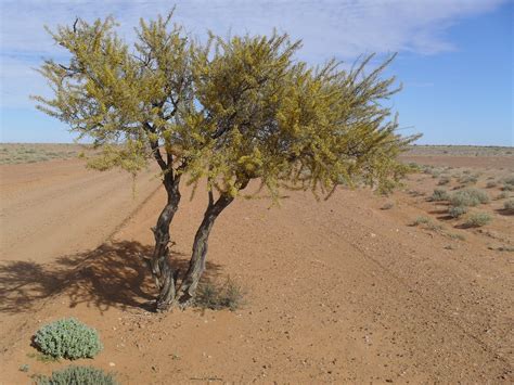 Bnp Acacia Tetragonophylla