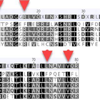Multiple Sequence Alignment Of Ubx Domain Among Different Cofactors