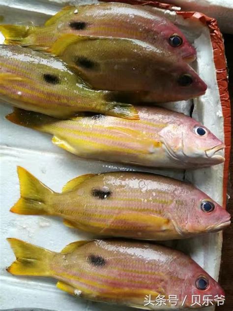 貝樂爺之海魚知識大集合這魚給火燒了個傷疤叫火點 每日頭條