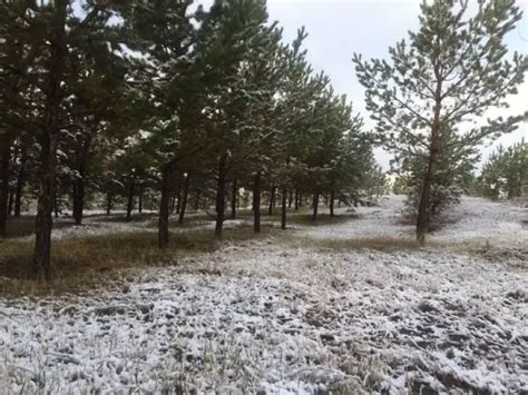 真美！张家口初雪来袭，大地白茫茫一片张北县