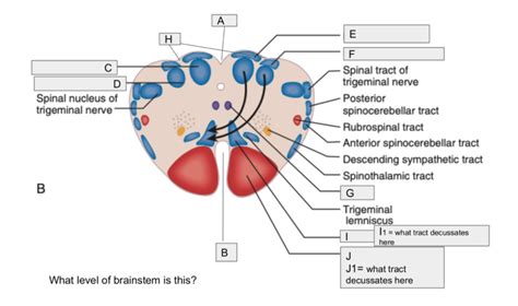 Brainstem Cross Section 8 Diagram Quizlet