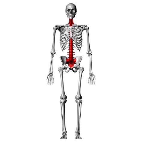 Thoracic Vertebrae Anatomy Quiz