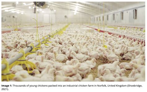 An Assessment Of Normal And Abnormal Behaviour In Farmed Poultry