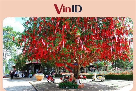 Đồi Mộng Mơ Đà Lạt Điểm Checkin Hot Hit 2023 Vinid