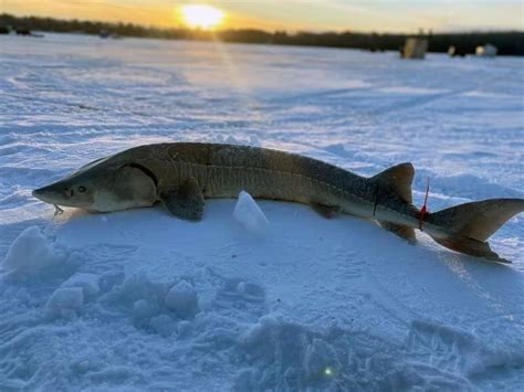 Michigan Dnr Cancels 2024 Black Lake Sturgeon Season Due To Poor Ice