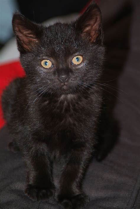 Betty At 9 Weeks Old Black Cat Kitten Cats