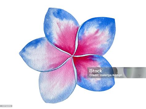수채화 열대 꽃입니다 고립된 흰색 배경에 있는 플루메리아 수채화 그림 손으로 그린 그림 Plumeria Alba에 대한 스톡