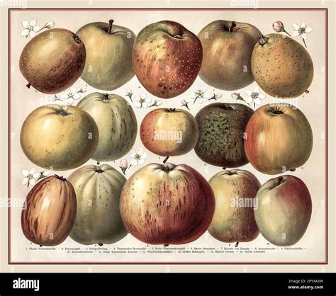 APPLES SYNOPSIS CHART Vintage 1900s Lithograph Poster Historic Botany
