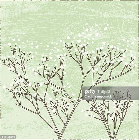 173 Gypsophile High Res Illustrations Getty Images