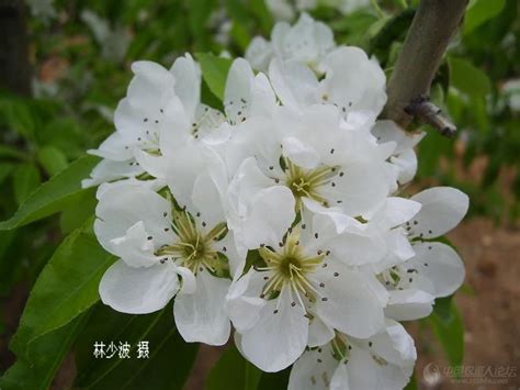 梨花和苹果花的简笔画 梨花苹果花简笔画 苹果花怎么画简笔画 大山谷图库