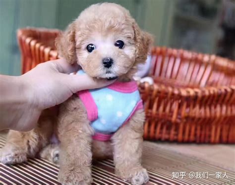 一只泰迪有这些行为时，说明并不认你为主 知乎