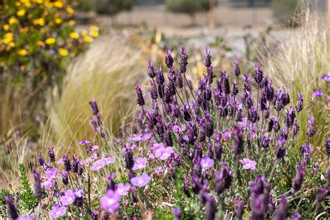 Lavender Bunga Bunga Kebun Foto Gratis Di Pixabay Pixabay
