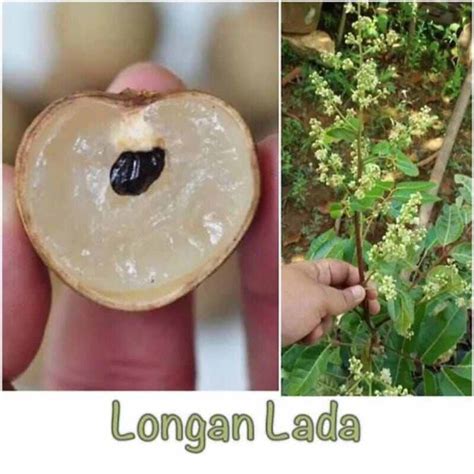 Pokok Longan Lada Lazada