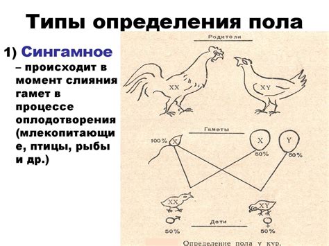 Определение пола - презентация онлайн