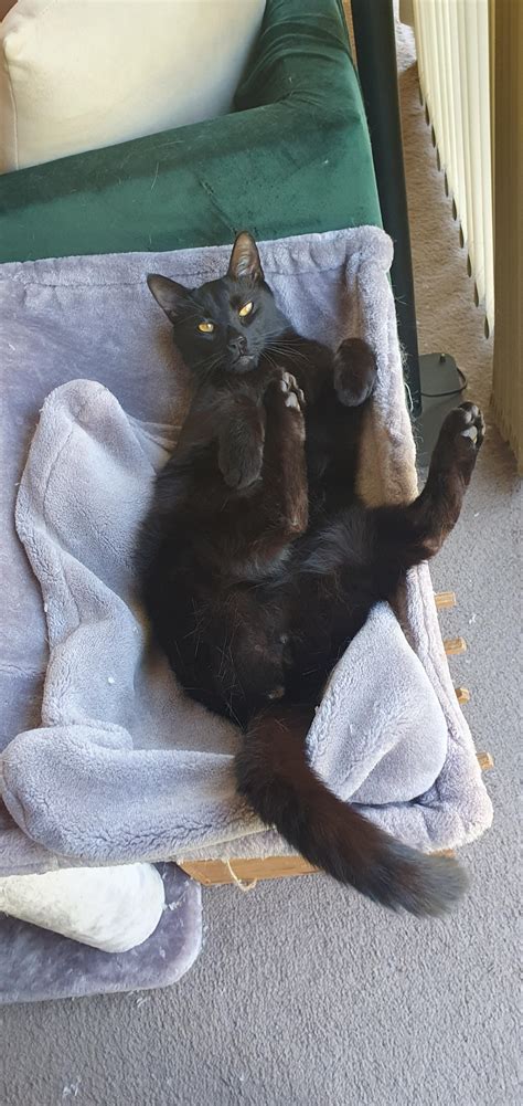 Why Did You Stop Touching My Belly For Rcats