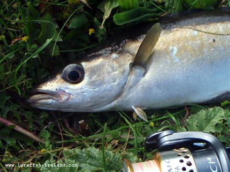 Lurefishing Fishing In Ireland Catch The Unexpected