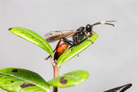 Ichneumon Wasp Ichneumonidae Overview Identification Habitat