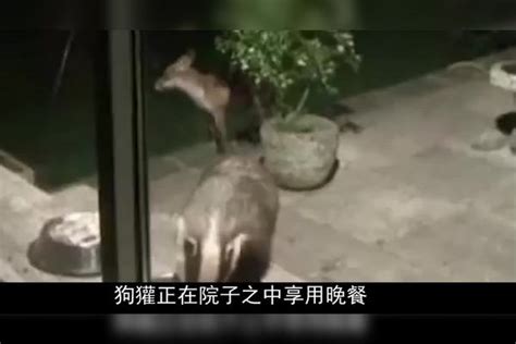 狐狸趁机抢食，不料被狗獾锁喉躺在地上，无力反抗！（1） 狗獾 狐狸