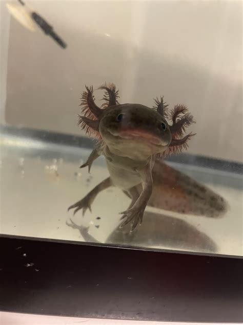 Wooper Update Raxolotls