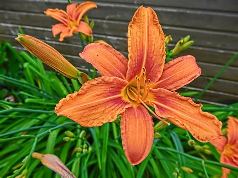 Lis Fleur Fleuri Photo Gratuite Sur Pixabay Pixabay