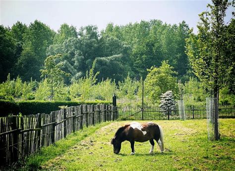 Small Pony Stock Image Image Of Hooved Small Mammal 278833811
