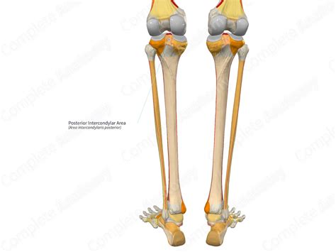 Posterior Intercondylar Area Complete Anatomy