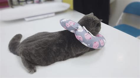 猫咪绝育后不愿面对大家，给医生留了个寂寞的背影 搜狐大视野 搜狐新闻