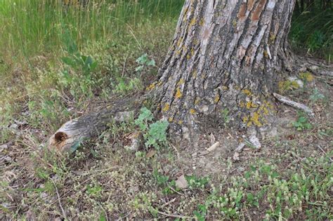 Premium Photo A Tree Trunk With Moss Growing On It