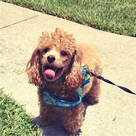 犬种冷知识泰迪贵宾犬身世大起底 知乎