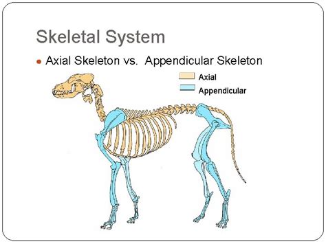 Skeletal Anatomy Skeletal System Axial Skeleton Vs Appendicular