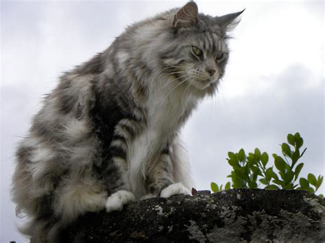 Differences And Similarities Between The Domestic Longhair Vs Maine