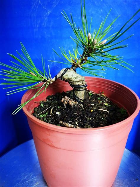 Japanese Black Pine Bonsai Fix Price Furniture And Home Living