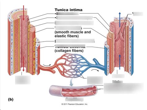 Artery Vs Vein Diagram Diagram Quizlet
