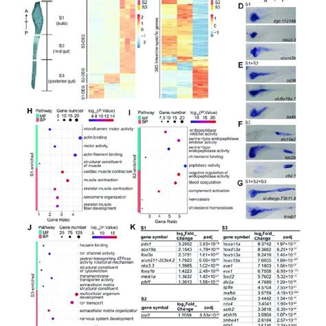 Scrna Seq Analysis Identified 8 Cell Clusters In The Wt Liver At 5 Dpf