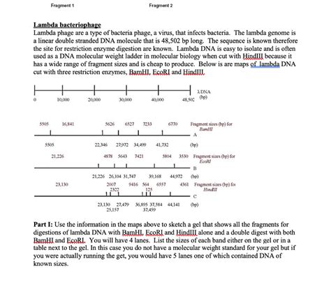 Solved Fragment 1 Fragment 2 Lambda Bacteriophage Lambda Chegg Com