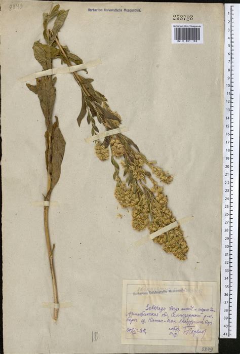 MW0881188, Solidago virgaurea (Золотарник обыкновенный, Золотая розга ...
