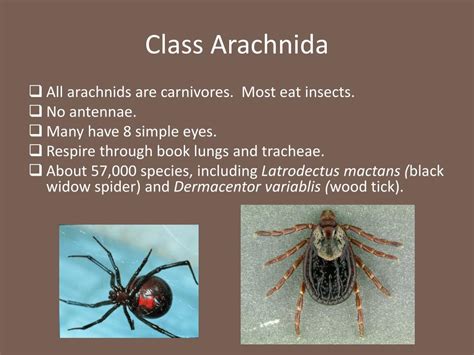 Ppt Phylum Arthropoda Powerpoint Presentation Free Download Id 2117901