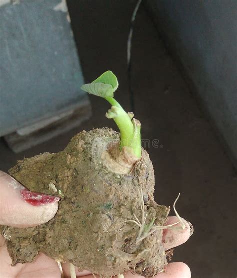 A Germinated Colocasia Taro Root Arbi Stock Image Image Of Root