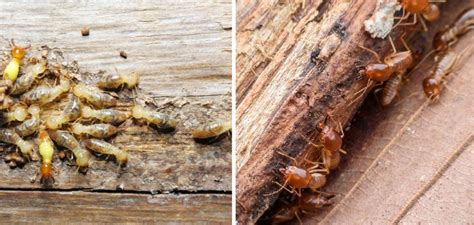 How To Get Rid Of Drywood Termites Without Tenting 10 Best Tips