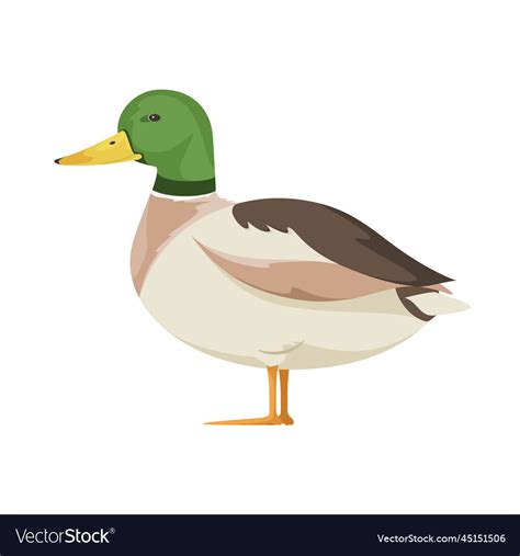 Duck Royalty Free Vector Image Vectorstock