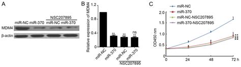 Mir‑370 Promotes Apoptosis In Colon Cancer By Directly Targeting Mdm4