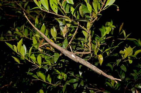 This Colossal Stick Bug Is Real How Many More Monster Insects Are Out